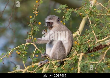 Fever Tree, Acacia xanthophloea, Fabaceae, South Africa Stock Photo - Alamy
