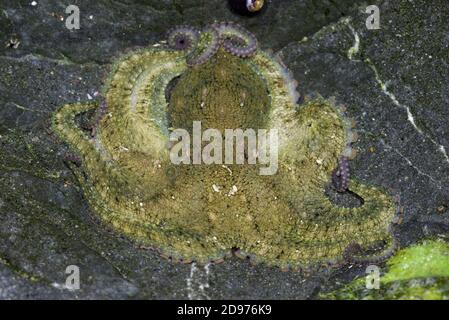 A California Two-spot Octopus (Octopus bimaculoides) at Santa Cruz ...