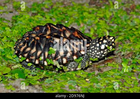 Black pond turtle, Geoclemys hamiltonii, isolated Stock Photo - Alamy