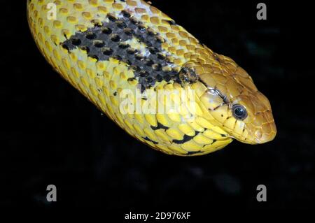 Yellow-bellied puffing snake (Pseustes sulphureus Stock Photo - Alamy