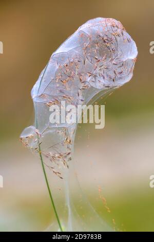 red spider mite Tetranychidae Stock Photo - Alamy