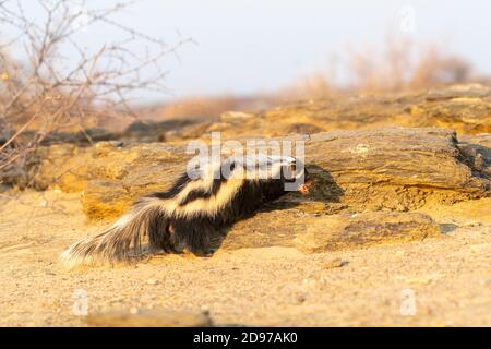 Namibia, Private reserve, Striped polecat or African Polecat (Ictonyx ...