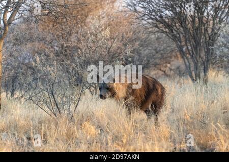 Namibia, Private reserve, Brown hyena or Strandwolf (Parahyaena brunnea ...