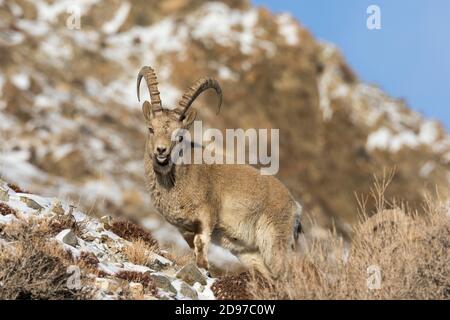 Mongolia, West Mongolia, Altai mountains, Siberian ibex (Capra sibirica ...