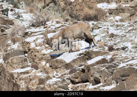 Mongolia, West Mongolia, Altai mountains, Siberian ibex (Capra sibirica ...