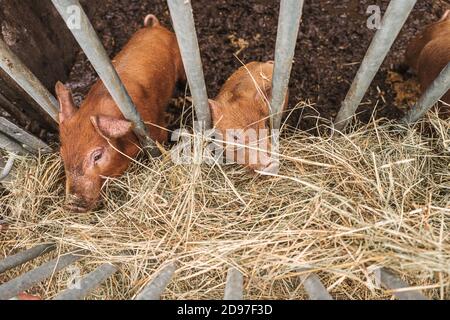 Pig farm in the countryside of Luxembourg Stock Photo - Alamy