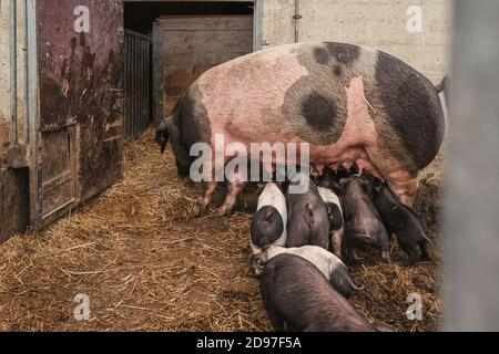 Pig farm in the countryside of Luxembourg Stock Photo - Alamy