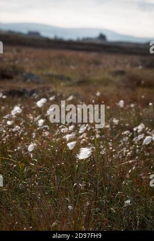 heath, moorland, heaths, moorlands Stock Photo - Alamy