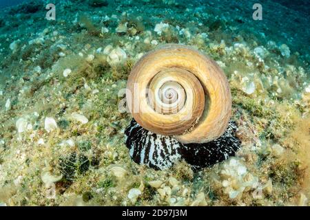 Giant tun Sea snail, Tonna galea Stock Photo - Alamy