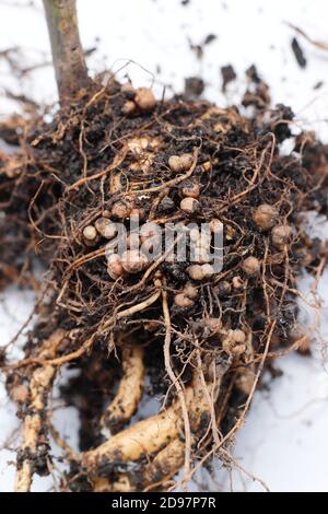 Root nodules with Rhizobium bacteria on the roots of a Garden Pea ...