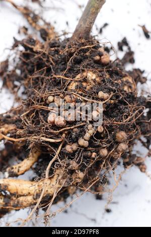 Root nodules with Rhizobium bacteria on the roots of a Garden Pea ...