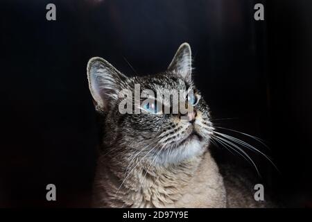 portrait of a cat in the metallic cage at the veterinary clinic Stock ...