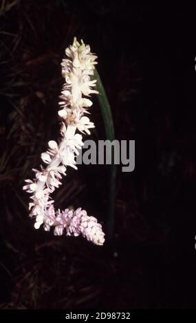 Flower of Aponogeton Crispus (Ruffled / Crinkled or Wavy-edged ...
