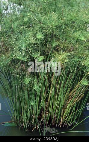 Cyperus papyrus of Cyperaceae family lake side and marshes of Islands ...