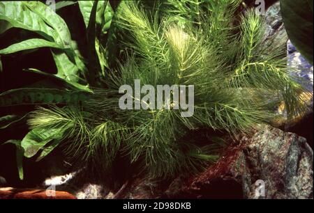 Ceratophyllum demersum, commonly known as hornwort, rigid hornwort ...