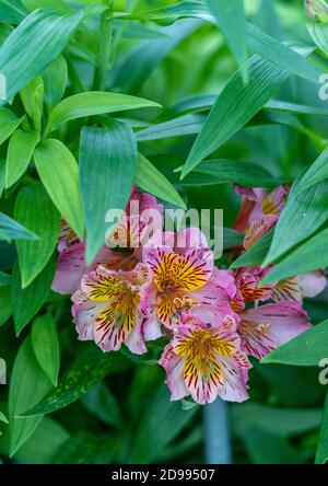 Alstroemeria Inticancha Sunshine Stock Photo - Alamy