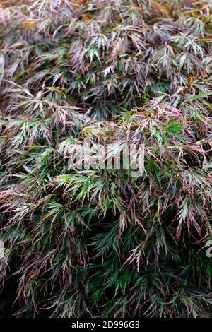 Green dissected leaves, foliage of Japanese Maple, Palm Maple, Acer ...