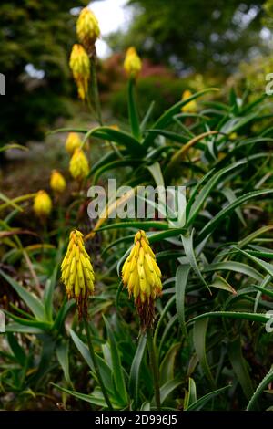 Aloiampelos striatula,Aloe striatula,hardy aloe,striped-stemmed aloe ...