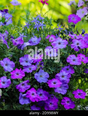 Horizontal background texture of blooming purple woodland geraniums ...