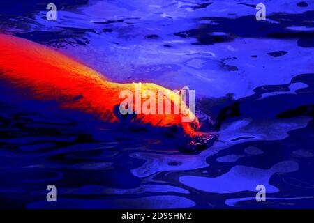 Polar bear in scientific high-tech thermal imager on black background ...