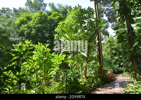 tropical rainforest. tall trees and grass Stock Photo - Alamy