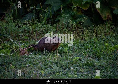 A ground hog sitting in the middle of a grass field eating Stock Photo ...