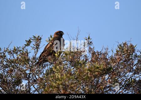 Cooper's Hawk on Tree Top Stock Photo - Alamy