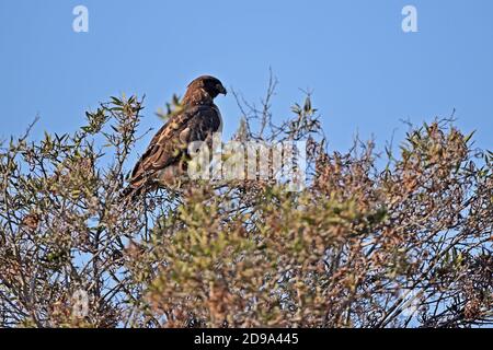 Cooper's Hawk on Tree Top Stock Photo - Alamy