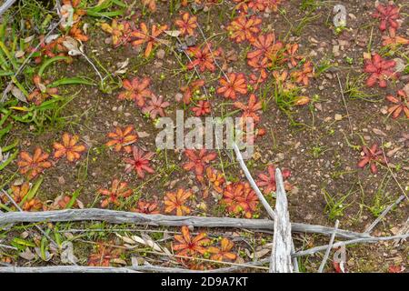 The red rosetted carnivorous plant Drosera magna (Sundew) seen east of ...