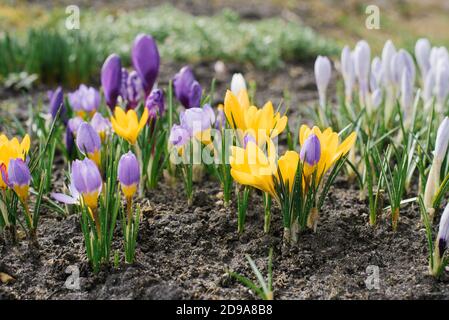 Purple crocus flowers awakening in spring meadow Stock Photo - Alamy