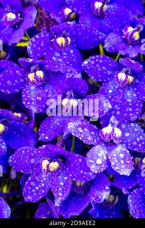 Closeup of delicate bright blue weed flower with green stem growing in ...