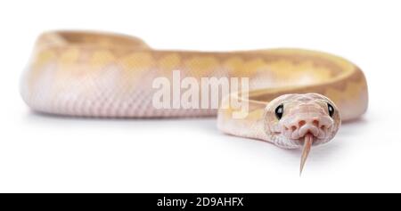 Baby Coralglow Super Emperor ballpython aka Python Regius, isolated on ...