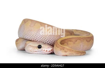 Baby Coralglow Super Emperor ballpython aka Python Regius, isolated on ...