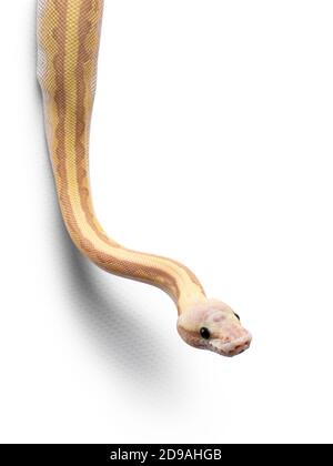 Baby Coralglow Super Emperor ballpython aka Python Regius, isolated on ...