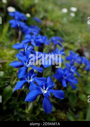 Gentians growing in the Swiss Alps Stock Photo - Alamy
