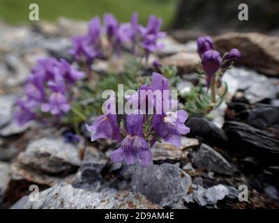 Alpine toadflax (Linaria alpina) growing in scree slope on mountainside ...