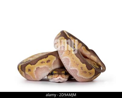 Baby female Lesser Pastel Ballpython aka Python Regius. Top view ...