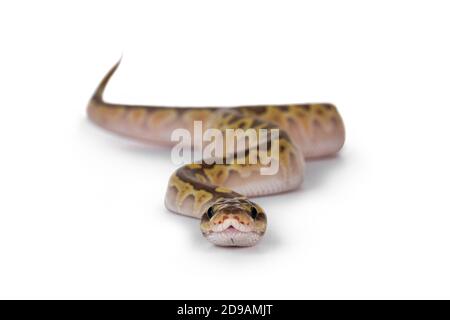Baby female Lesser Pastel Ballpython aka Python Regius. Top view ...