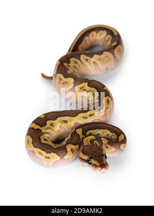 Baby female Lesser Pastel Ballpython aka Python Regius. Top view ...