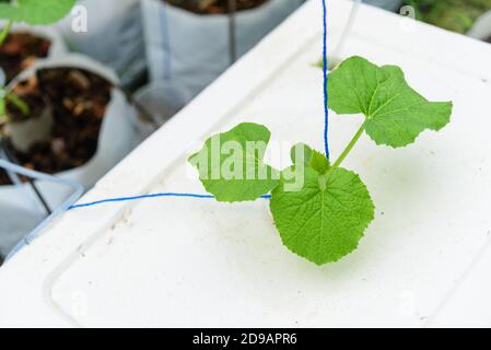Little melon tree in hydroponic system Stock Photo - Alamy