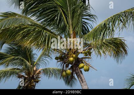 Coconuts growing on coconut plam trees on the island of St Martin ...