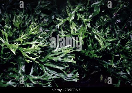 Leptochilus pteropus var. Windelov, synonym Microsorum pteropus ...