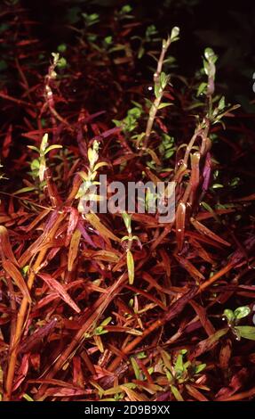 Rotala indica is a species of flowering plant in the loosestrife family ...