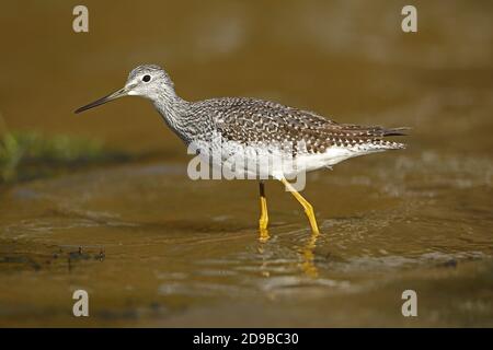 Greater Yellowlegs, Tringa melanoleuca, Maryland Stock Photo - Alamy
