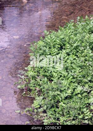 Water cabbage, Rorippa aquatica Stock Photo - Alamy