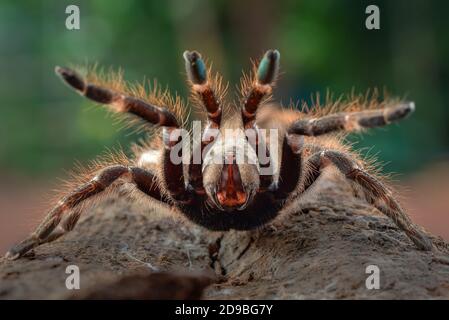 Horned baboon spider, African Rear-horned Baboon, Burst Horned Baboon ...