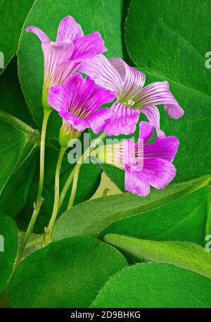 Oxalis articulata, known as pink-sorrel, pink wood sorrel, windowbox ...