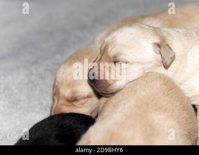 Newborn Golden Labrador puppies Stock Photo - Alamy