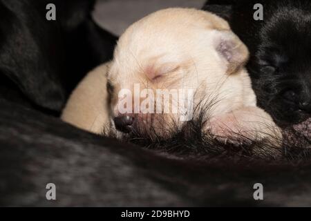Newborn Golden Labrador puppies Stock Photo - Alamy