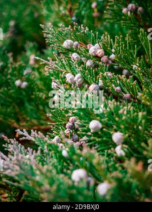 Close-up branches of Christmas tree with ornaments. Christmas balls ...